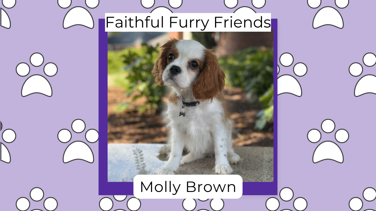 Faithful Furry Friends: Molly Brown - South Mecklenburg Presbyterian Church